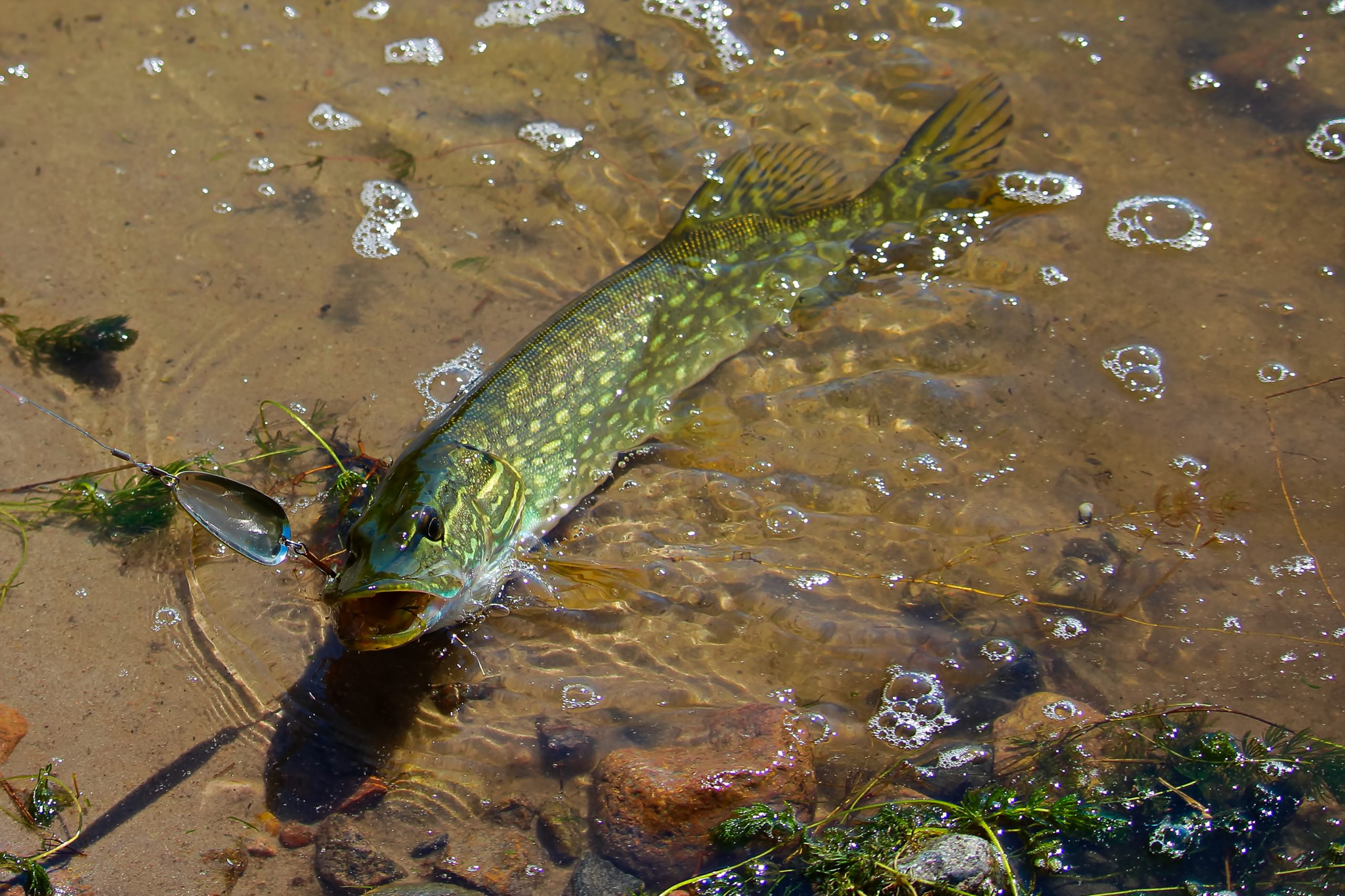 Tipping the scales: A new app hooks anglers and researchers | Discourse ...