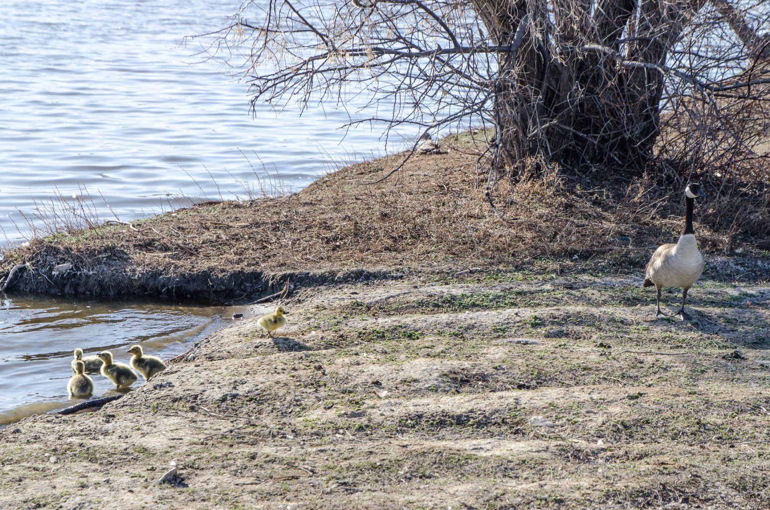 Urban wildlife project | Discourse Magazine | University of Regina